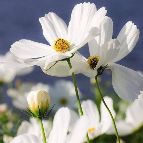 Cosmos Purity 1 Seed Packet (100 Seeds)