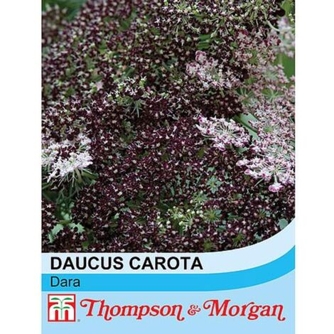 Daucus carota Dara 1 Seed Packet (20 Seeds)