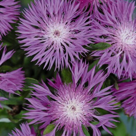 Cornflower (perennial) Dealbata 1 Seed Packet (80 Seeds)