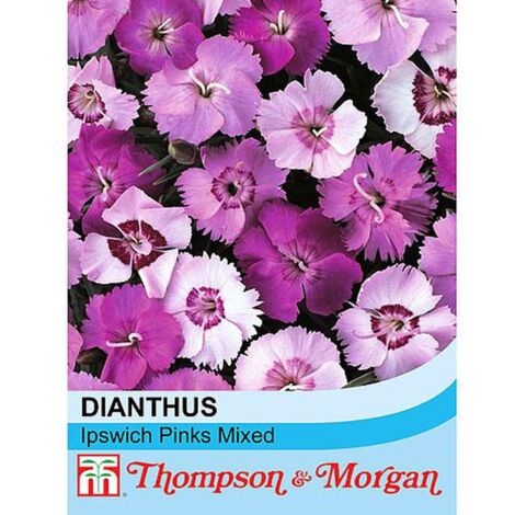Dianthus Plumarius Ipswich Pinks Mixed 1 Seed Packet (75 Seeds)