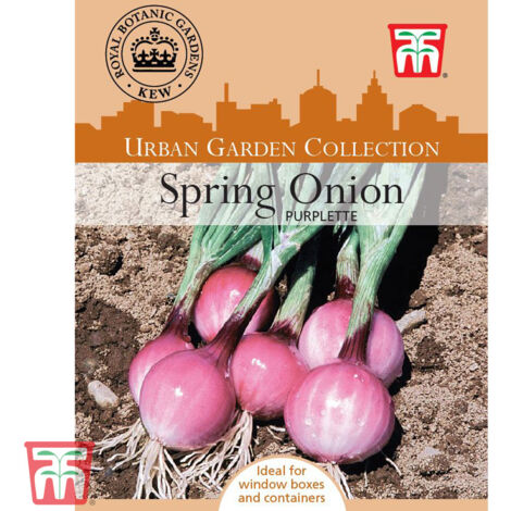 Spring Onion Purplette 1 Seed Packet (250 Seeds)