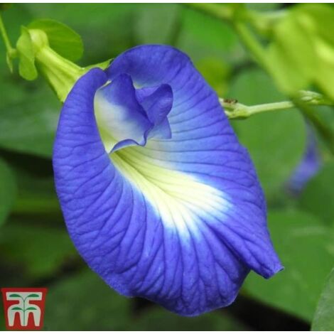 Bluebellvine 1 Seed Packet (8 Seeds)