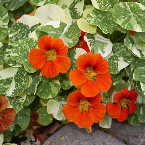 Nasturtium Orange Troika 1 Seed Packet (30 Seeds)