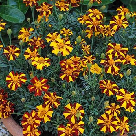 Marigold Mr Majestic Doubles 99P 1 Seed Packet (100 Seeds)
