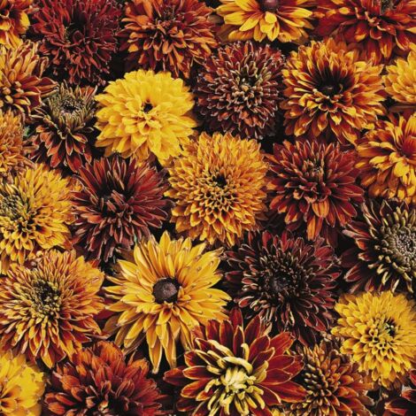 Rudbeckia Cherokee Sunset 1 Packet (40 Seeds)
