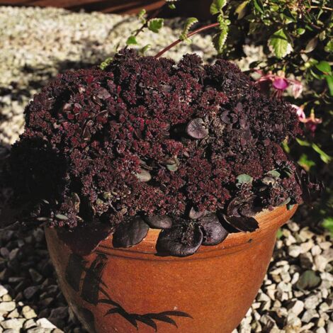 Sedum Ussuriense Turkish Delight 1 Packet (50 Seeds)