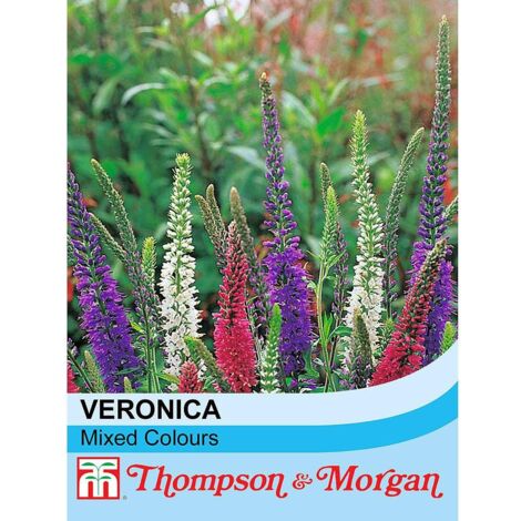 Veronica Mixed Colours 1 Packet (40 Seeds)