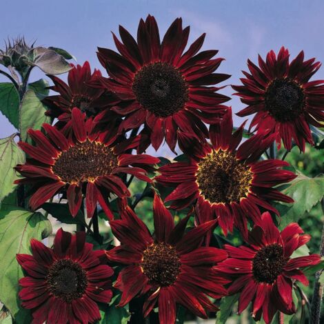 Sunflower Claret 1 Packet (20 Seeds)