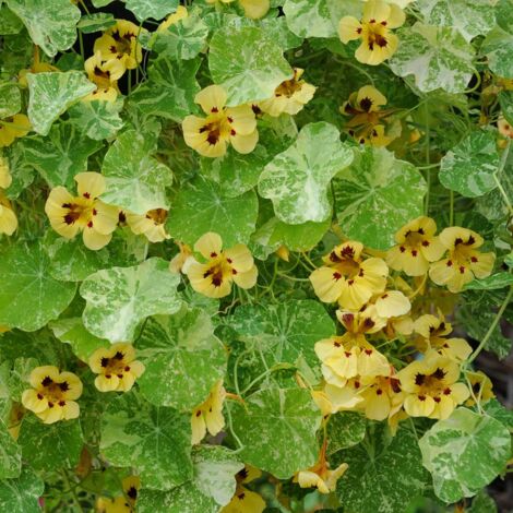 Nasturtium Cream Troika 1 Packet (30 Seeds)