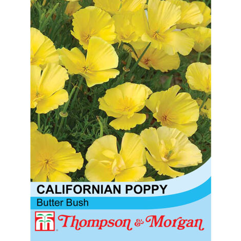 Californian Poppy Butter Bush 1 Seed Packet (150 Seeds)