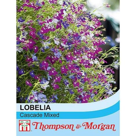 Lobelia Cascade Mix 1 Seed Packet (1000+ Seeds)
