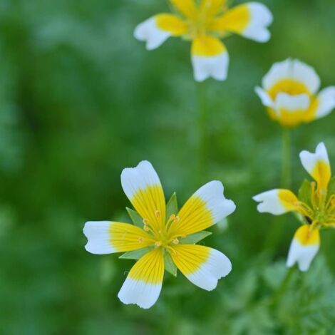 Poached Egg Plant (Limnanthes) 1 Seed Packet (50 Seeds)