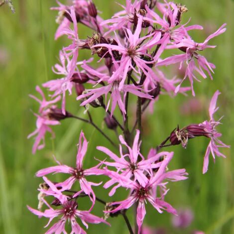 Wildflower Ragged Robin (Lychnis Flos-Cucul) 1 Seed Packet (60 Seeds)