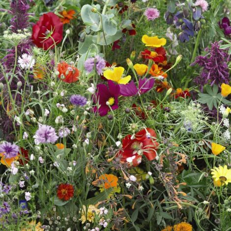 Wild Flower Mixture 1 Seed Packet (1 gram)