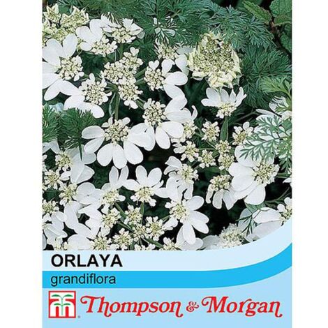 Orlaya Grandiflora 1 Seed Packet (25 Seeds)