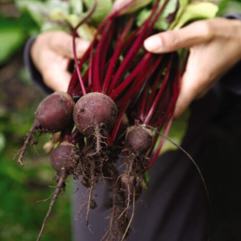 Beetroot Pablo F1 Hybrid 1 Seed Packet (250 Seeds)
