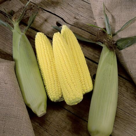 Sweetcorn Swift F1 Hybrid 1 Seed Packet