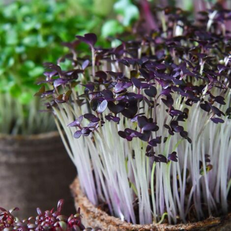 Microgreens Mustard Red Lace 1 Seed Packet