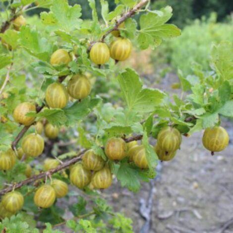 Gooseberry (Ribes uva-crispa) Giggles Gold 9cm Potted Plantted Plant x 2