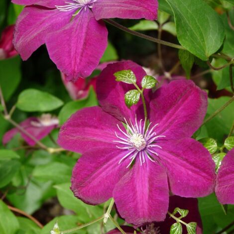 Clematis Rouge Cardinal 3 Litre Potted Plant x 2