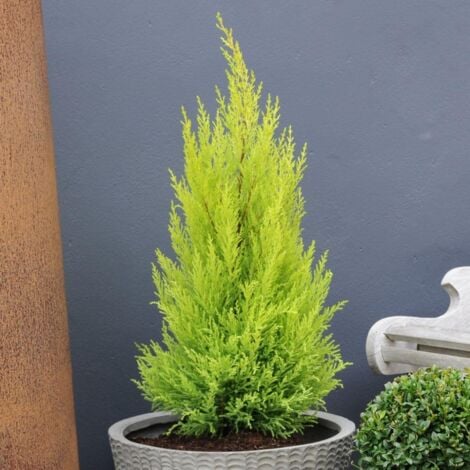 Cupressus macrocarpa Goldcrest Wilma 1 Litre Potted Plant x 1