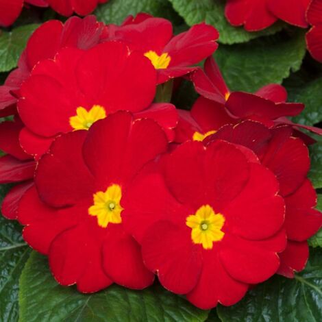 Primrose Best Red 6 Plug Plants