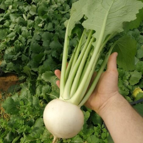 Turnip Silky Sweet F1 1 Seed Packet