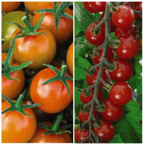 Tomato Sweetest Duo 2 Seed Packets