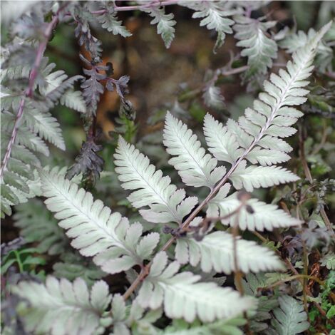 Fern Athyrium Ghost 9cm Potted Plant x 1