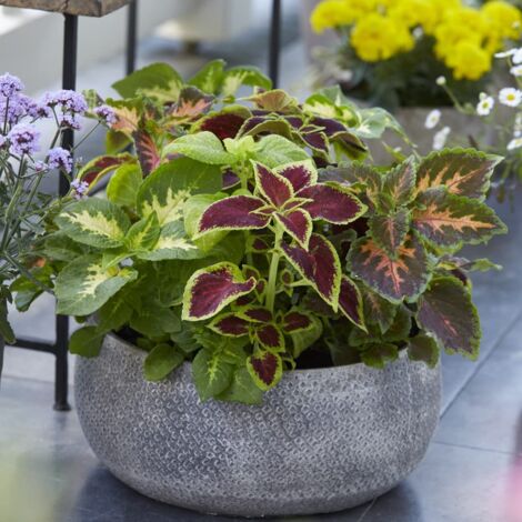 Coleus T&M Prize Strain Improved 1 Seed Packet