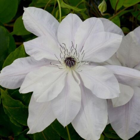 Clematis Reflections 3 Litre Potted Plant x 2