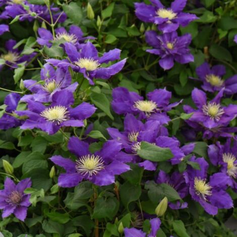 Clematis Chevalier 3 Litre Potted Plant x 2