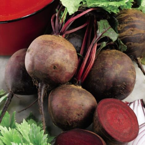 Beetroot Globe 2 4 Seed Packets