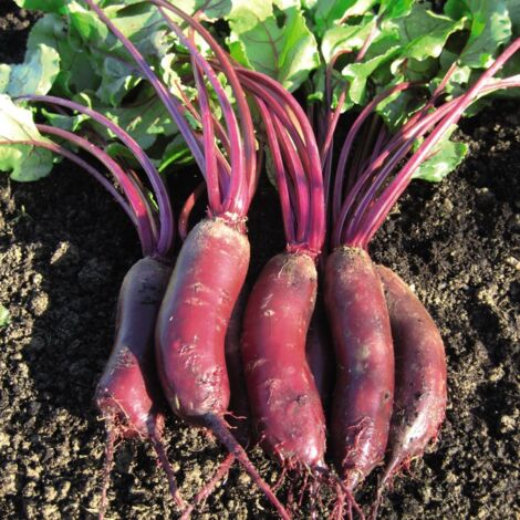 Beetroot Alto F1 Hybrid 1 Seed Packet (250 Seeds)