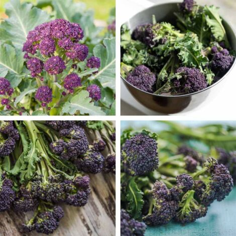 Broccoli (Sprouting) Continuity Collection 22mm LL Plug Plant x 18 (6 ...