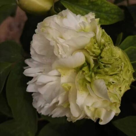 Paeonia (Tree Peony) Green Fragrant Ball 1 Bare Root