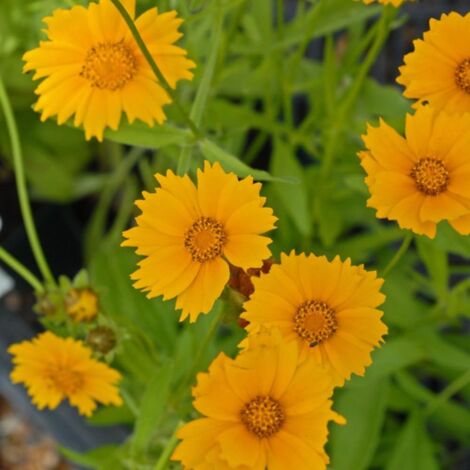 Coreopsis Grandiflora Sunray 1 Litre Potted Plant x 2