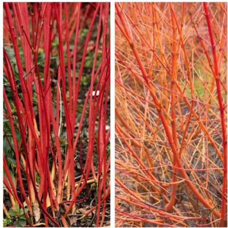 Cornus Winter Duo 9cm Potted Plant x 2