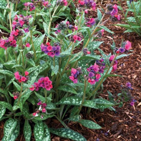Pulmonaria Raspberry Splash 3 Litre Potted Plant x 1