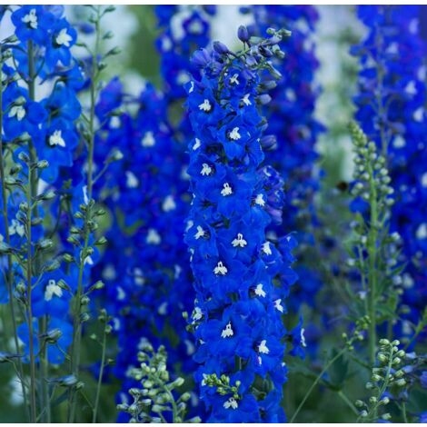 Delphinium Blue Bird 1 Litre Potted Plant x 1
