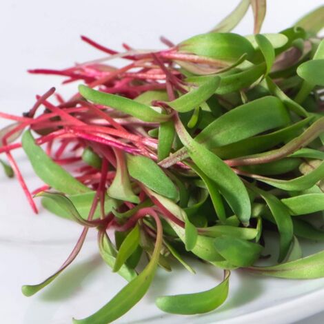 Microgreens Swiss Chard Red Chard 1 Seed Packet