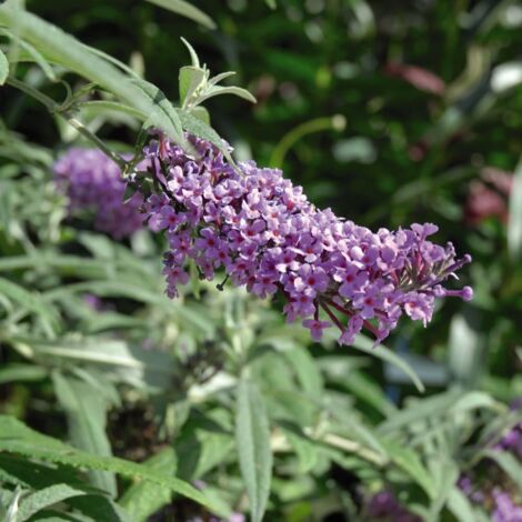 Buddleja Buzz Lavender - 3 Jumbo Plug Plants