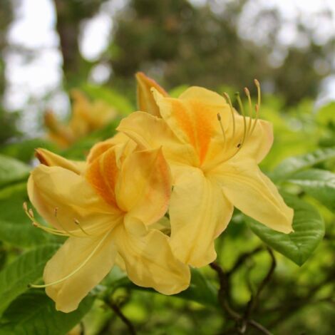 Azalea Golden Sunset 4 Litre Potted Plant x 2