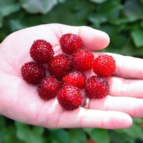 Fruit Rubus (Raspberry Tree) Hararasp Standard 5 Litre Potted Plant x 2