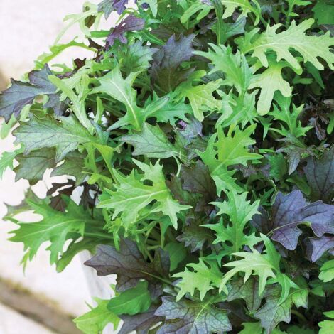 Salad Leaves - Frilly Mix 1 Seed Packet