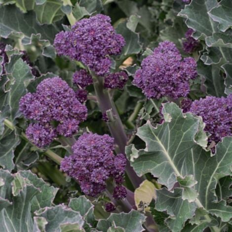 Broccoli Sprouting Summer Purple 1 Seed Packet