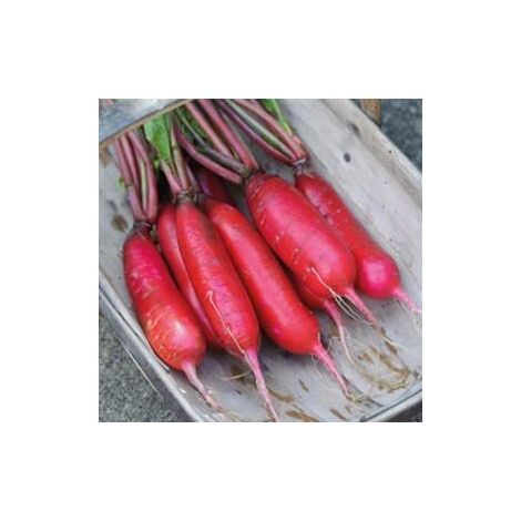 Radish (Chinese) Dragon F1 Hybrid 1 Seed Packet