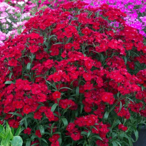 Dianthus (Pinks) Rocking Red Premium Perennials 30 Plants