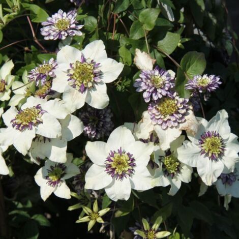 Clematis Viennetta 3 Litre Potted Plant x 2