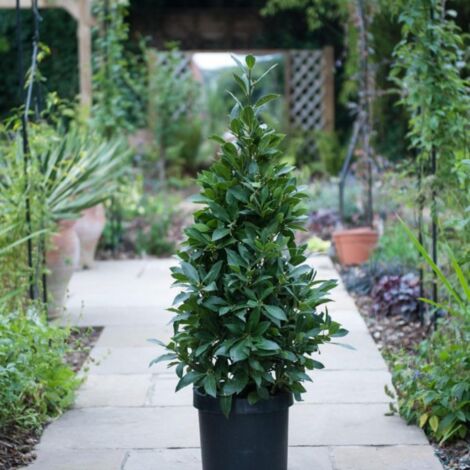 Laurus nobilis (Bay Tree) Pyramid 120cm Tall 25cm Potted Plant x 2